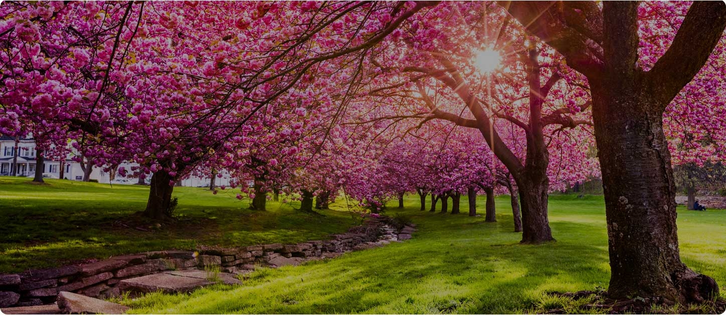 Medical & Recreational Dispensaries in New Jersey | Zen Leaf