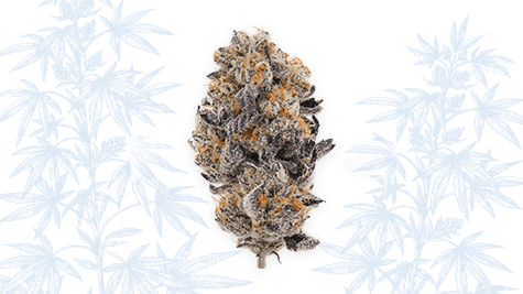 Pure Michigan - Zen Leaf Dispensaries