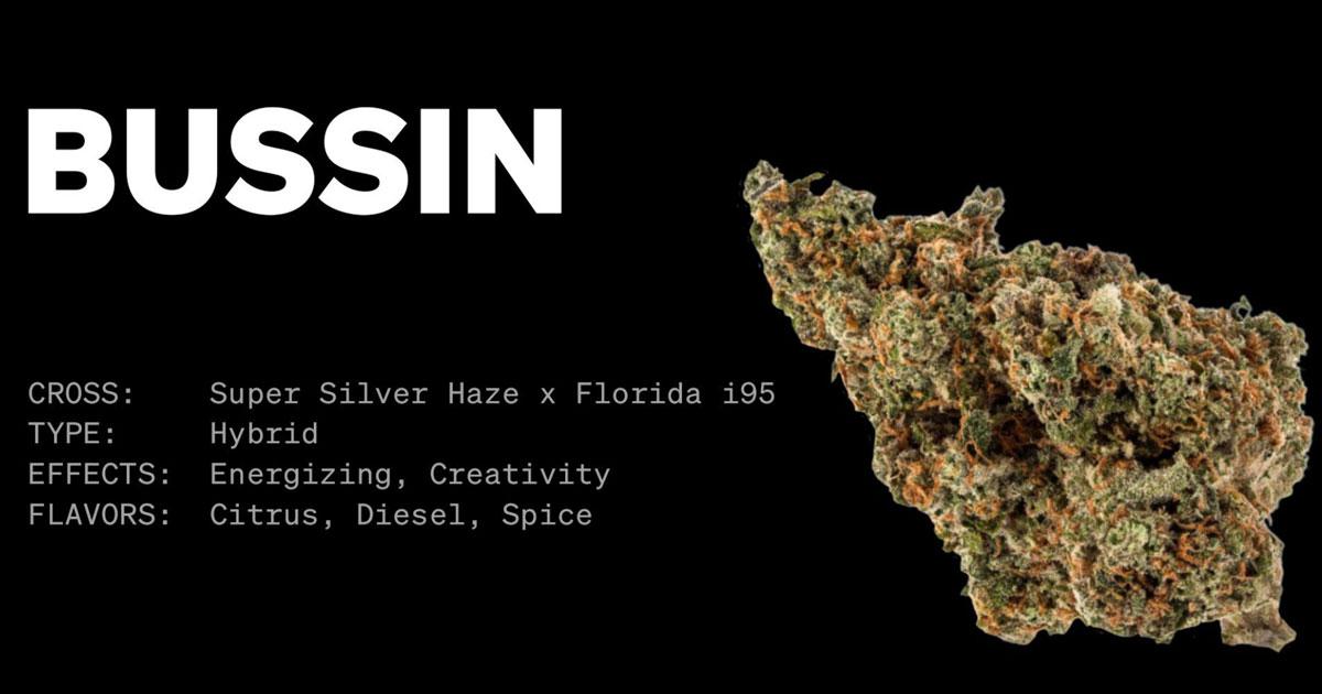Bussin Cannabis Strain: Effects, Potency, Genetics, & Terpene Profile | Zen Leaf