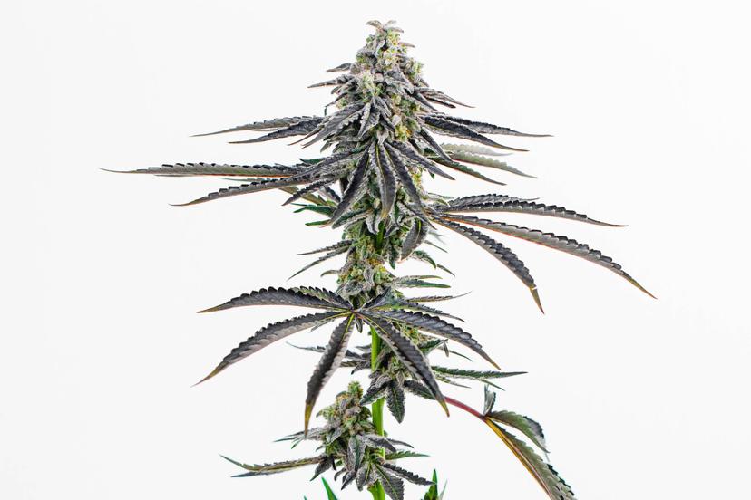 Cabbage Club Cannabis Membership | Dispensary Membership