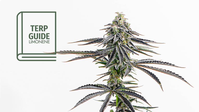 Limonene Terpene: Effects, Smell, Taste, & Top Strains | Zen Leaf