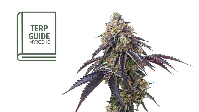 Cannabis Terpenes | Strain Terpene Profiles