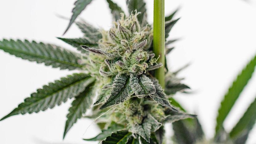 CBG vs. CBC: Comparing Effects, Benefits, Uses, & Legality