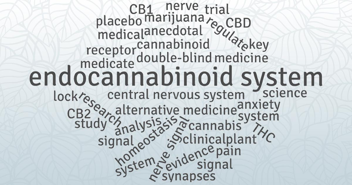 Best Cannabis Strains for Managing Pain | Zen Leaf