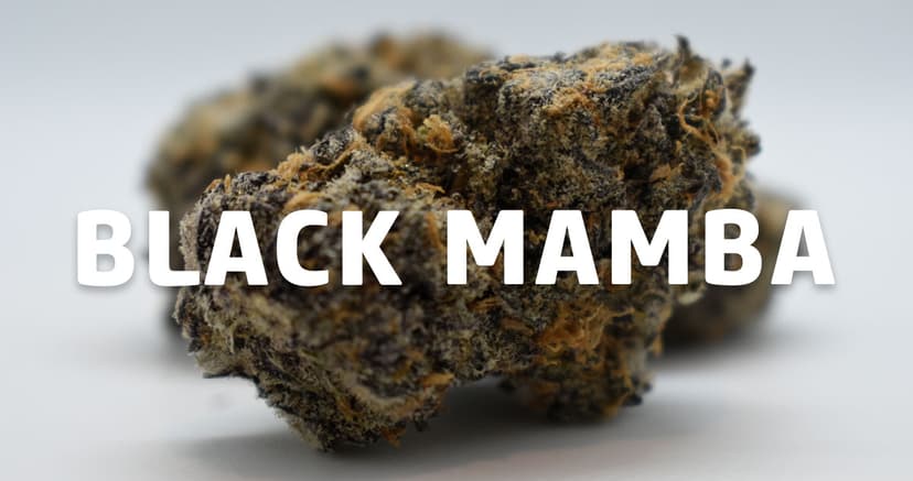 Black Mamba Strain: Effects, Potency, & Terpene Profile| Zen Leaf