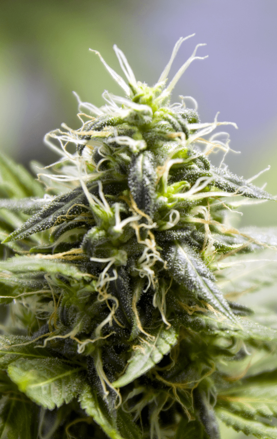 Cannabis Plant Anatomy 101 | Parts of the Cannabis Plant