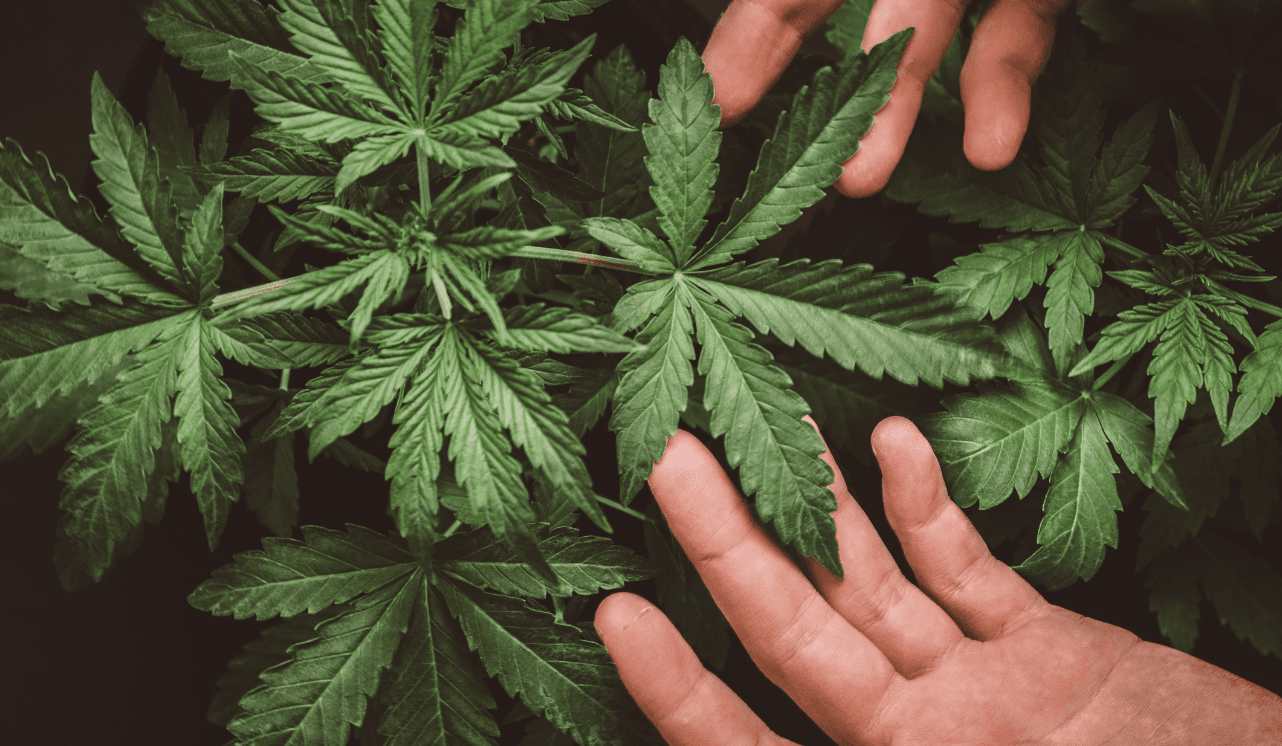 Cannabis Plant Anatomy 101 | Parts of the Cannabis Plant