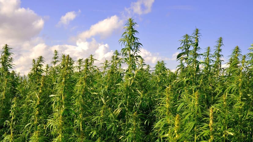 Delta 8 THC vs. Delta 9 THC: What’s the Difference? | Zen Leaf