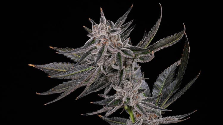 What is Cannabis Indica: Explore Effects & What to Expect